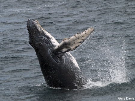 Humpback Whale Critical and Important Areas | Living Oceans