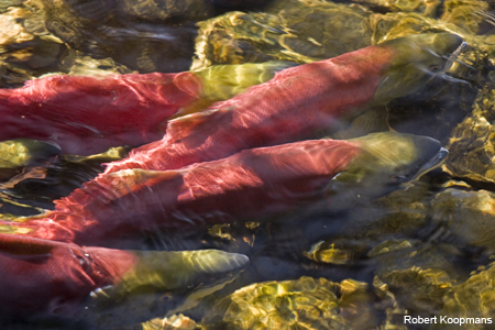 Salmon Streams | Living Oceans