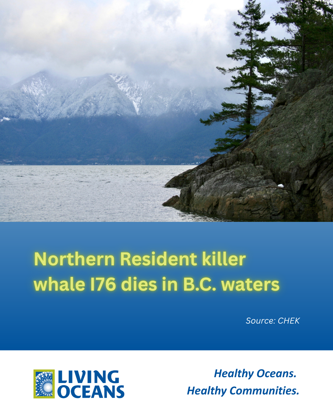 Northern Resident killer whale I76 dies in B.C. waters | Living Oceans