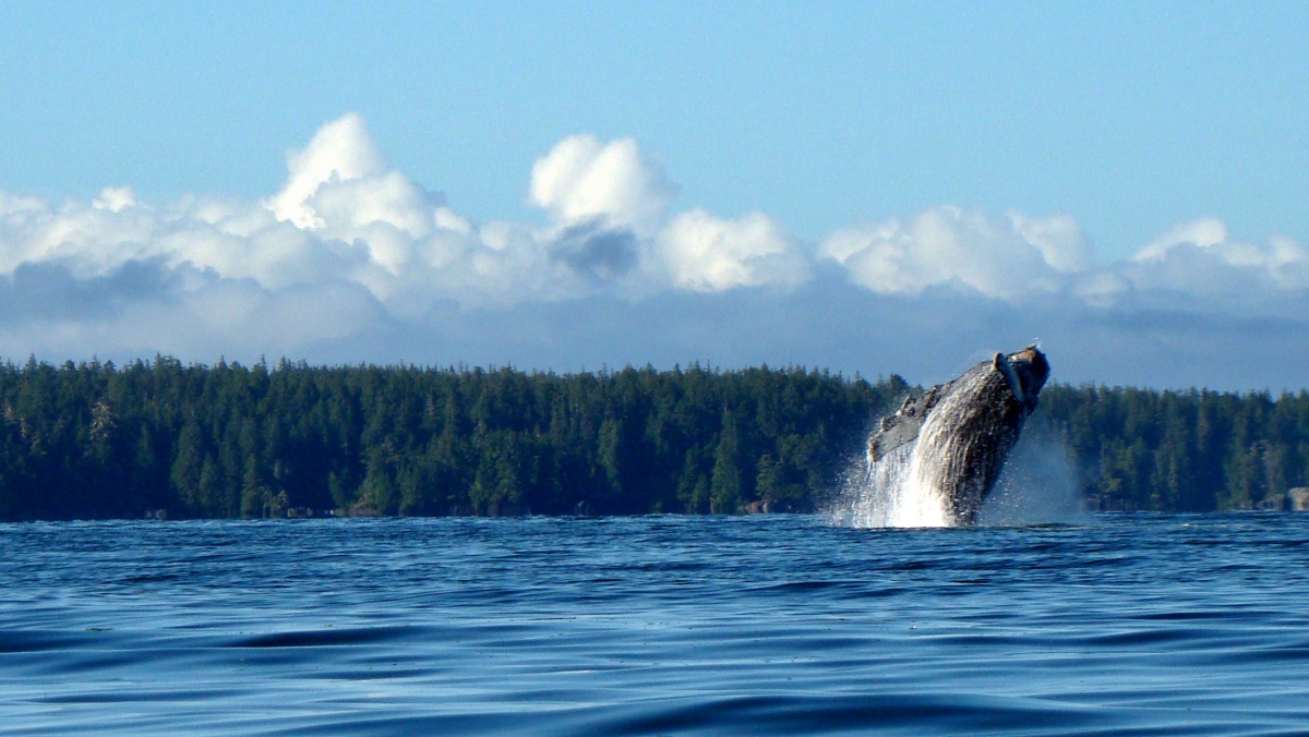 The Great Bear Sea: Meet the Residents