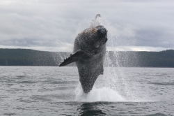 The Great Bear Sea: Meet the Residents